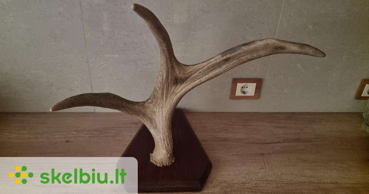 Briedžio ragai - Skelbiu.lt