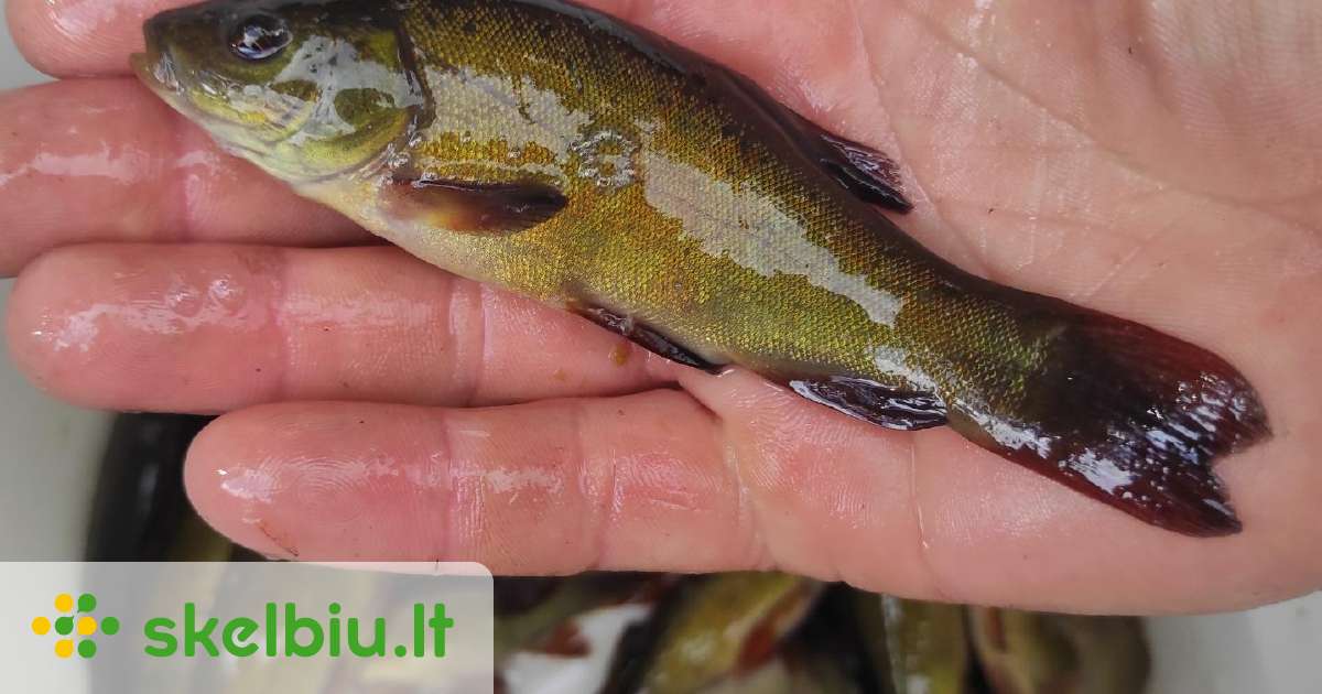 karosu mailius skelbimai - Skelbiu.lt