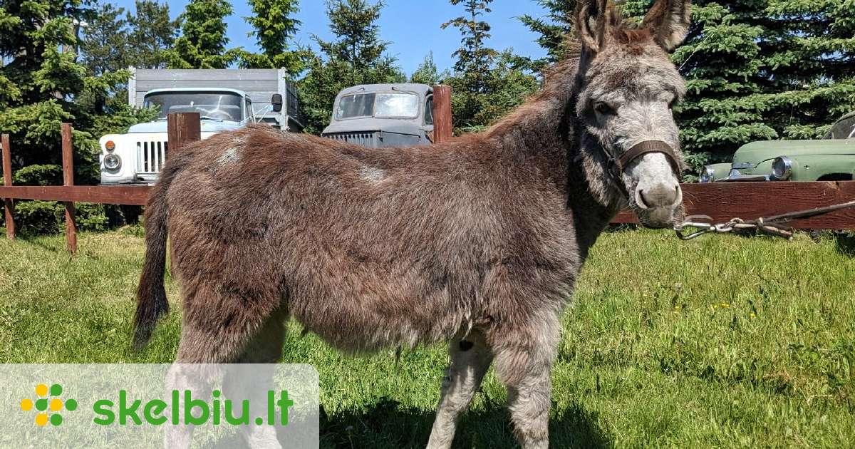 Parduodami 2 asilai - Skelbiu.lt