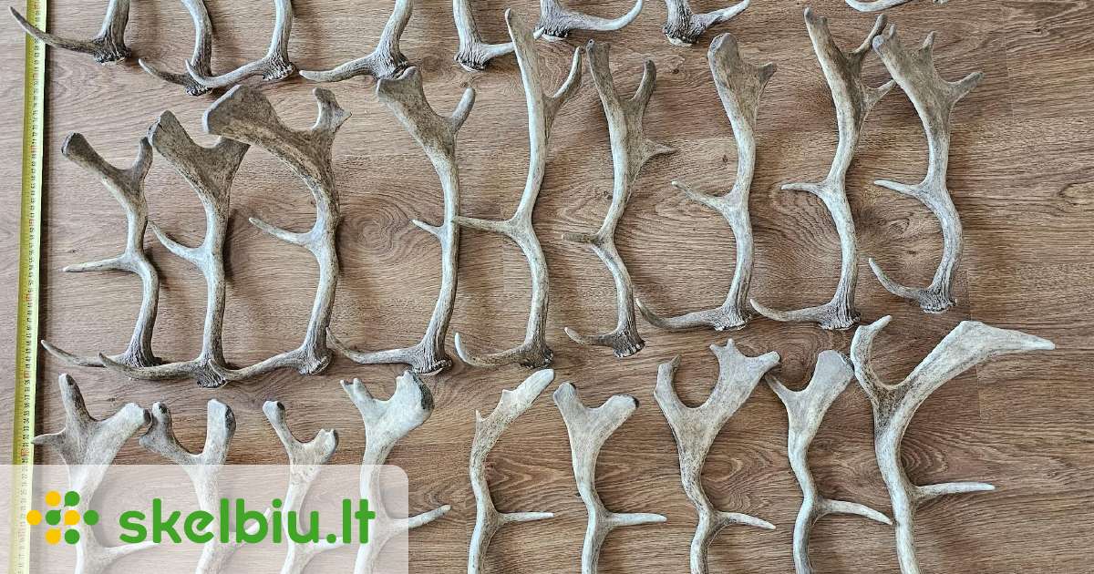 Danielių mestiniai ragai 126vnt - Skelbiu.lt