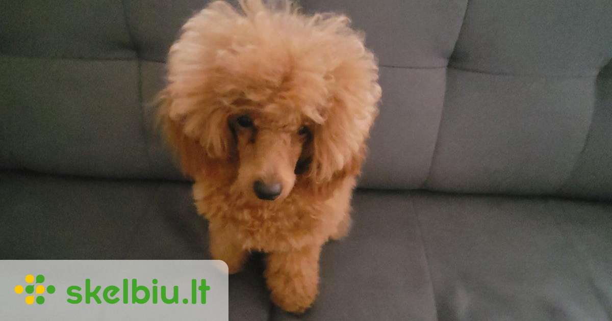 Pudeliai šunys - Skelbiu.lt