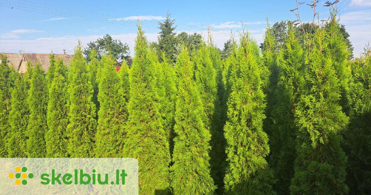 Kolonines tujos nuo 2 metrų - Skelbiu.lt