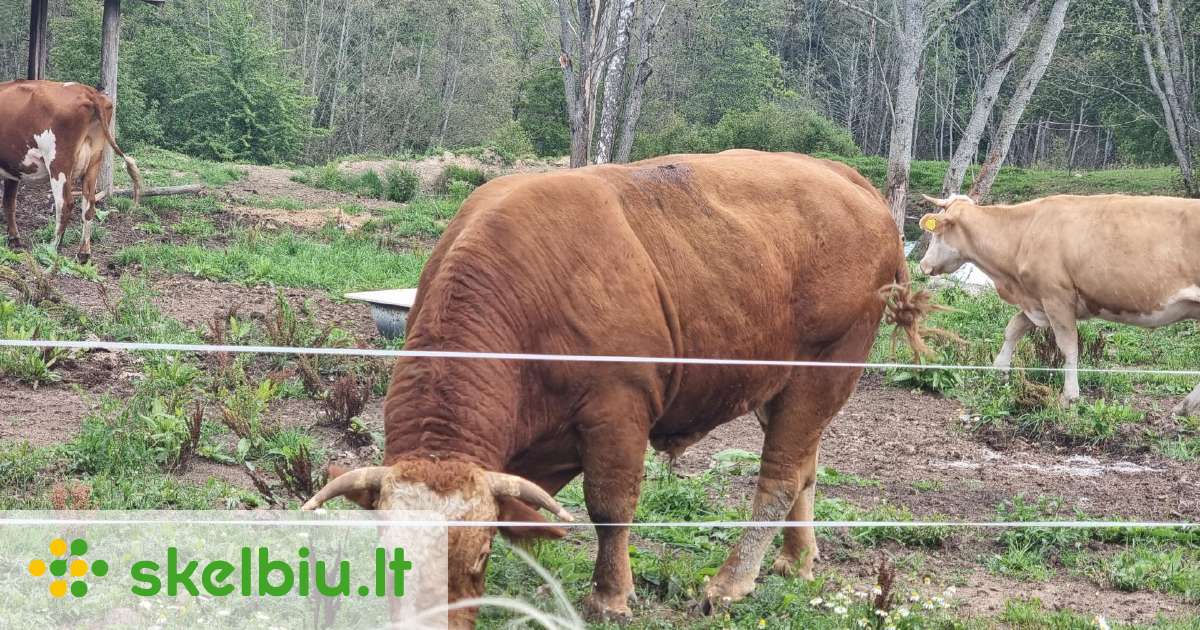 Bulius , buliukai - Skelbiu.lt