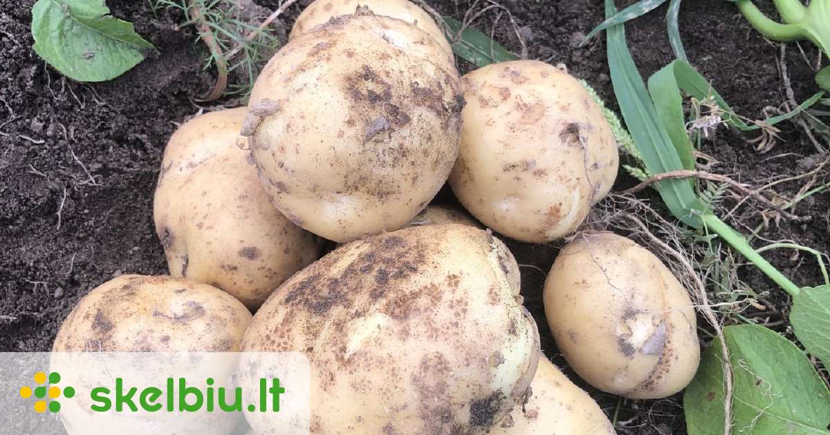 Bulves Jelly - Skelbiu.lt