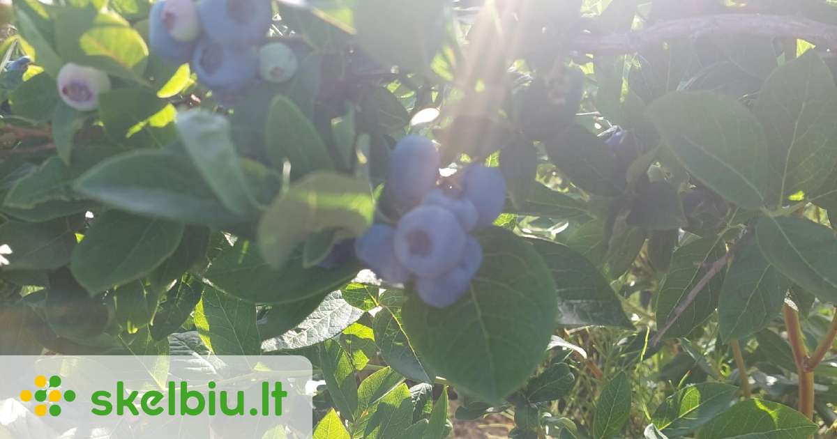 Šilauogių krūmai - Skelbiu.lt