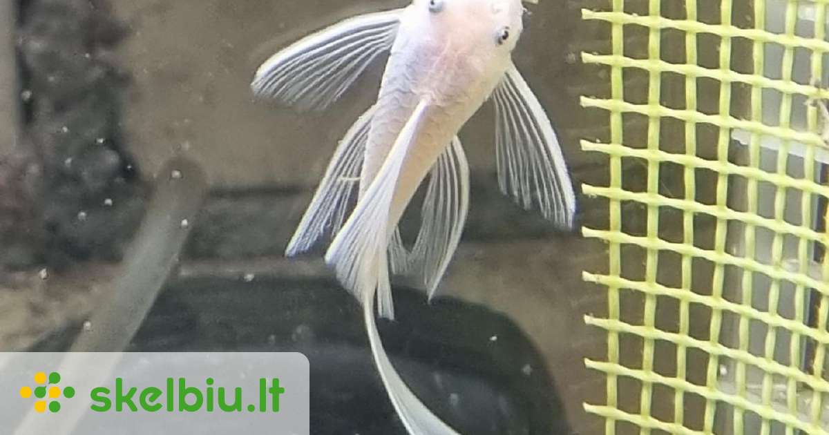 gyva zuvis skelbimai - Skelbiu.lt