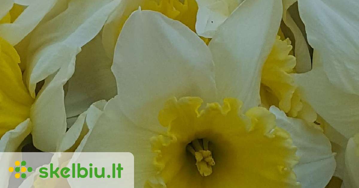 Narcizų svogūnėliai - Skelbiu.lt