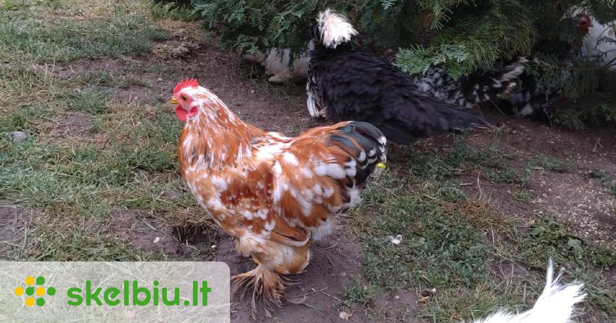 Šabai, kochinkinas gaidys ir šilkinis gaidys - Skelbiu.lt