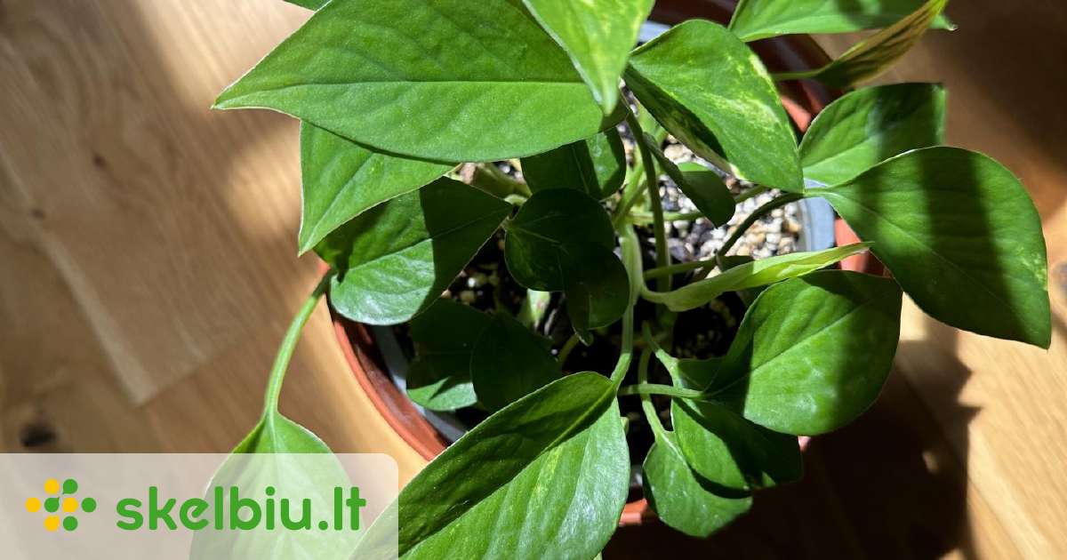 epipremnum aureum skelbimai - Skelbiu.lt