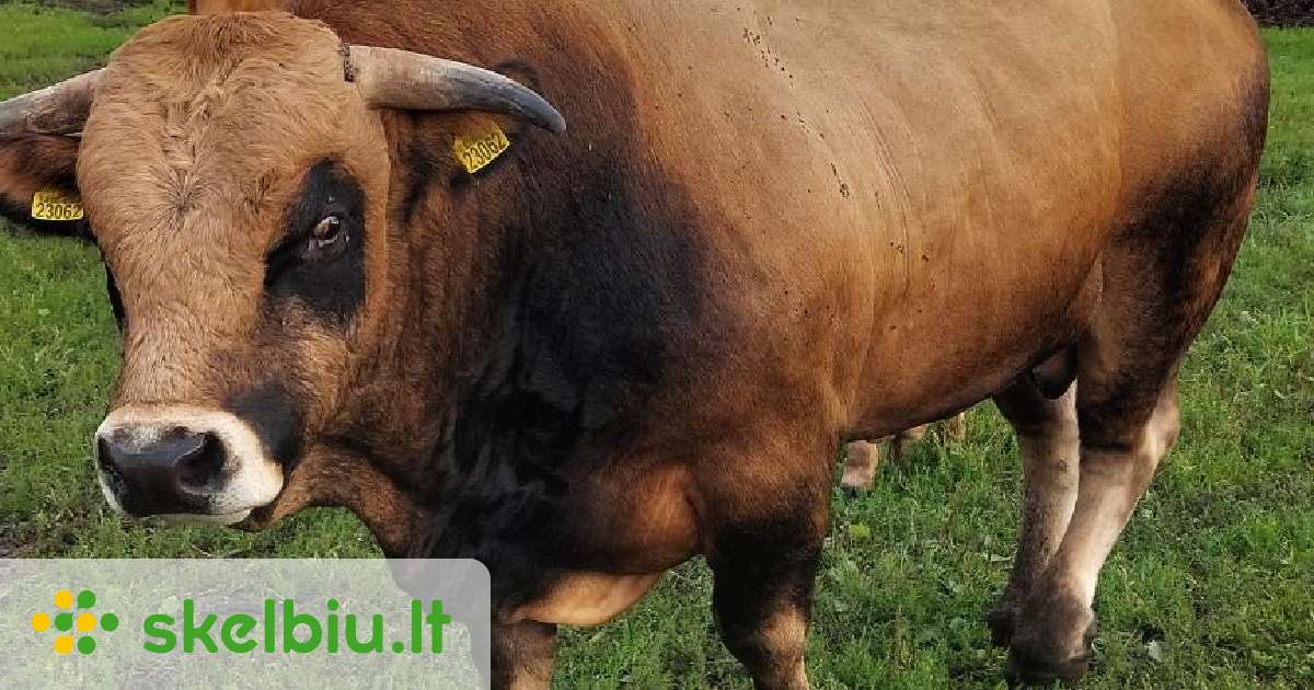 Aubrakų veislės bulius - Skelbiu.lt