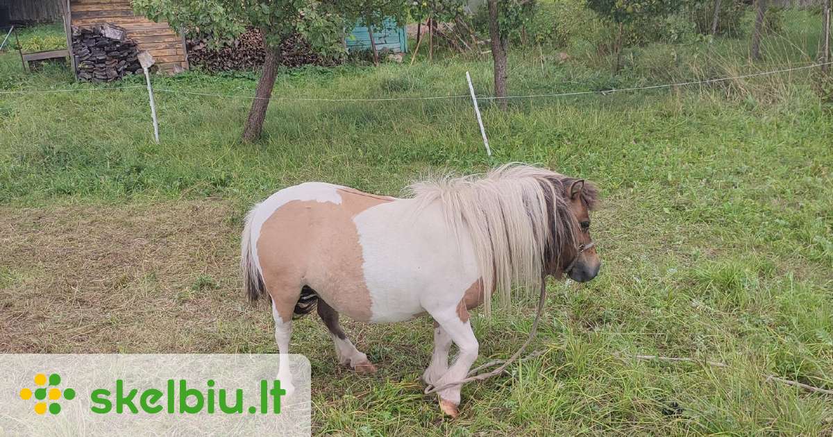 Parduodama grynaveislių mini četlendo ponių porelė - Skelbiu.lt