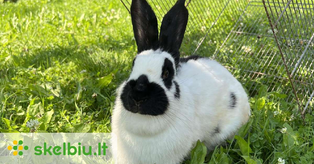 Vokietijos Demetieji triusiai/triusiena - Skelbiu.lt