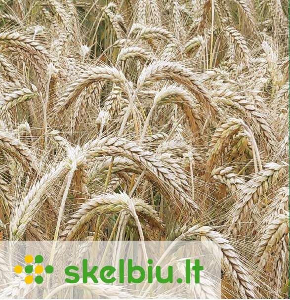 Sertifikuotos rapsų bei javų sėklos - Skelbiu.lt