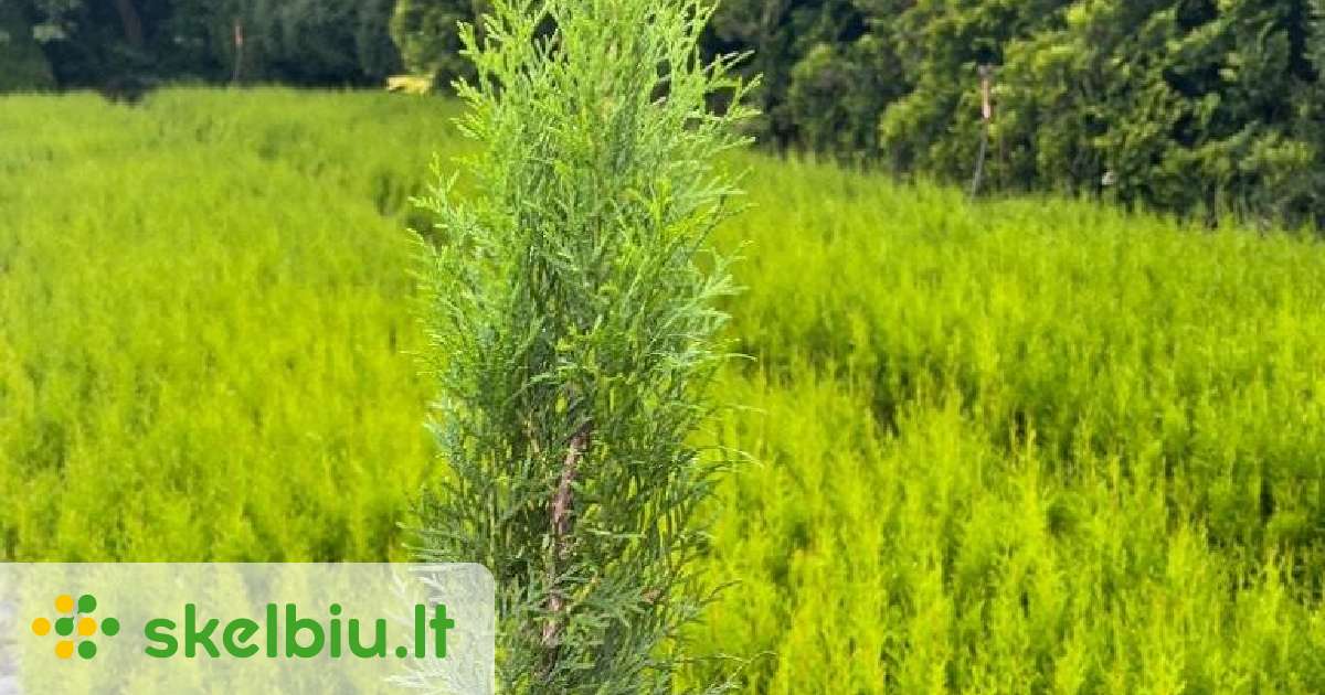 Tujos Smaragd – vazonas p9 - 0,70€- iki 50 cm - Skelbiu.lt