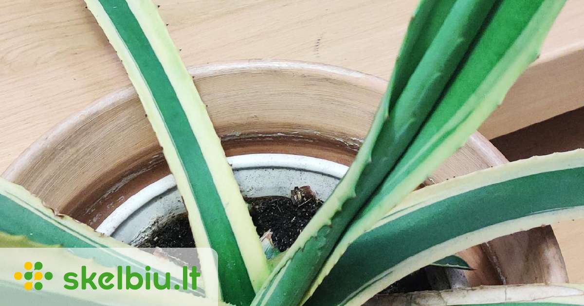 Kambarinė gėlė "Agave". - Skelbiu.lt
