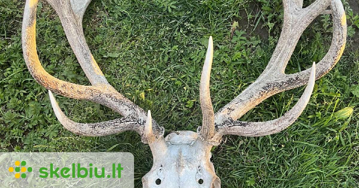 Elnio ragai - Skelbiu.lt