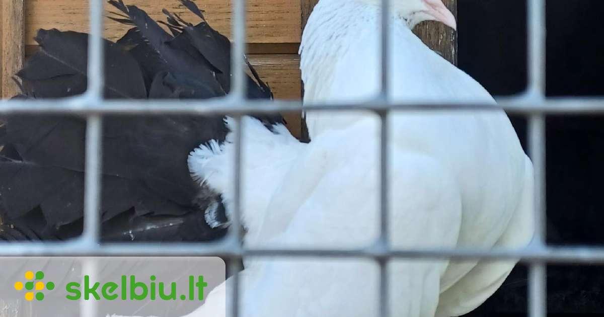 Karveliai - Skelbiu.lt