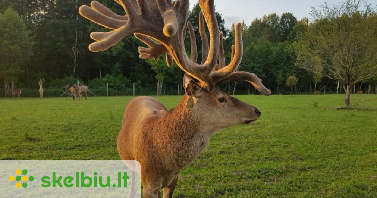 Taurieji elniai - Skelbiu.lt