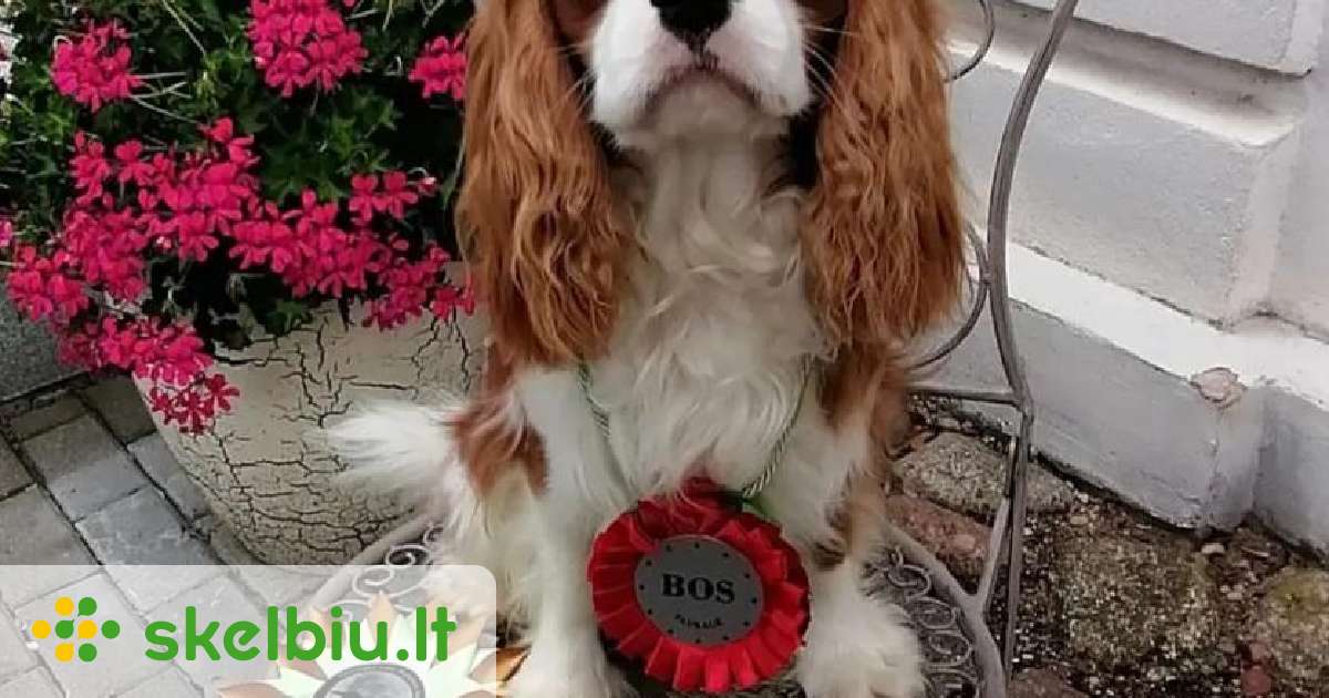 Kavalieriaus Karaliaus Karolio spanielis - Skelbiu.lt