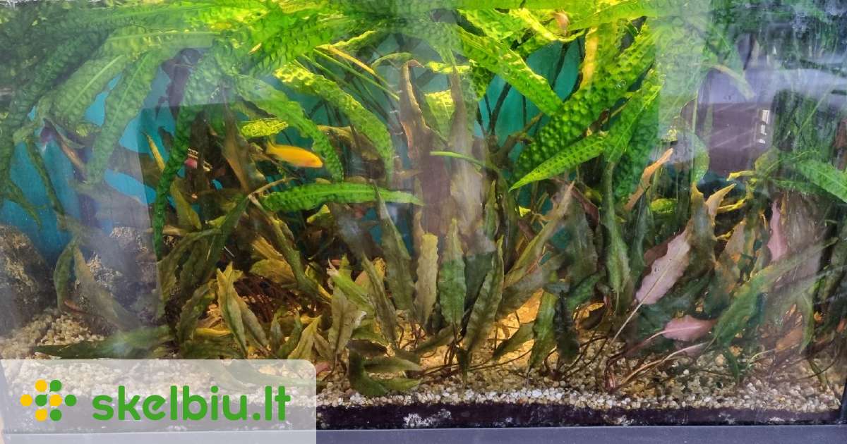 parduodu akvariuma aquael skelbimai - Skelbiu.lt