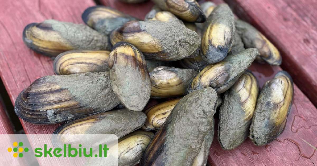 Dvigeldžiai moliuskai įžuvinimui - Skelbiu.lt