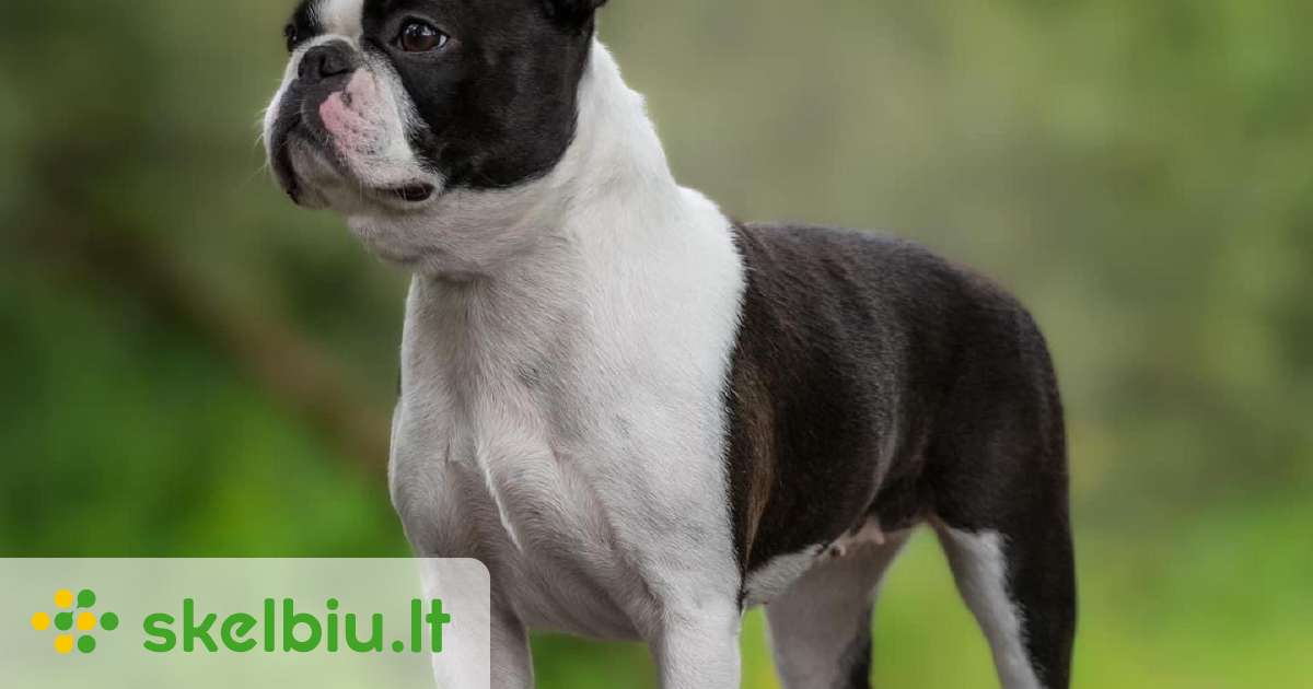 Bostono terjeras - Skelbiu.lt