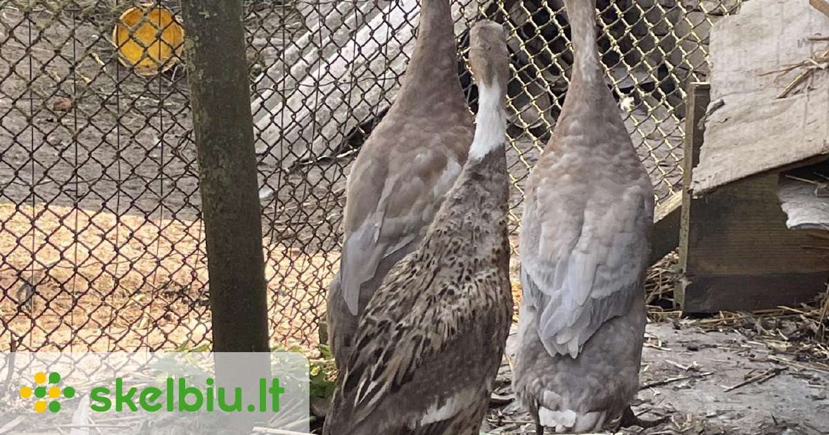 Antys (Indijos bėgikės ir Muskusinės) - Skelbiu.lt