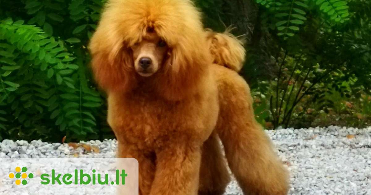 Nykštukiniai pudeliai su Fci kilmės dokumentais - Skelbiu.lt