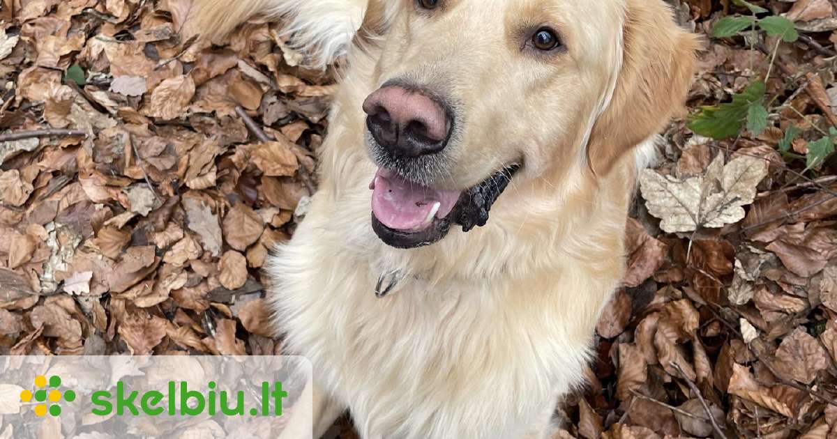 Auksinis retriveris iesko draugės - Skelbiu.lt