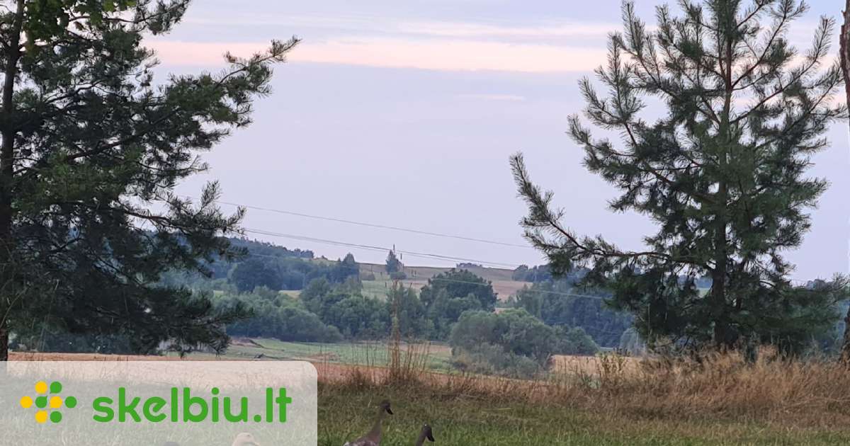 antys begik skelbimai - Skelbiu.lt