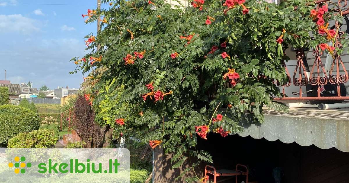 Parduodami Kamsis vijoklis daigai - Skelbiu.lt