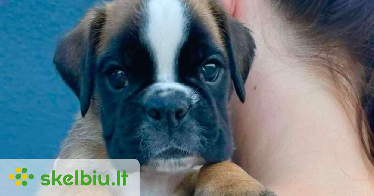 Bokseris - Skelbiu.lt