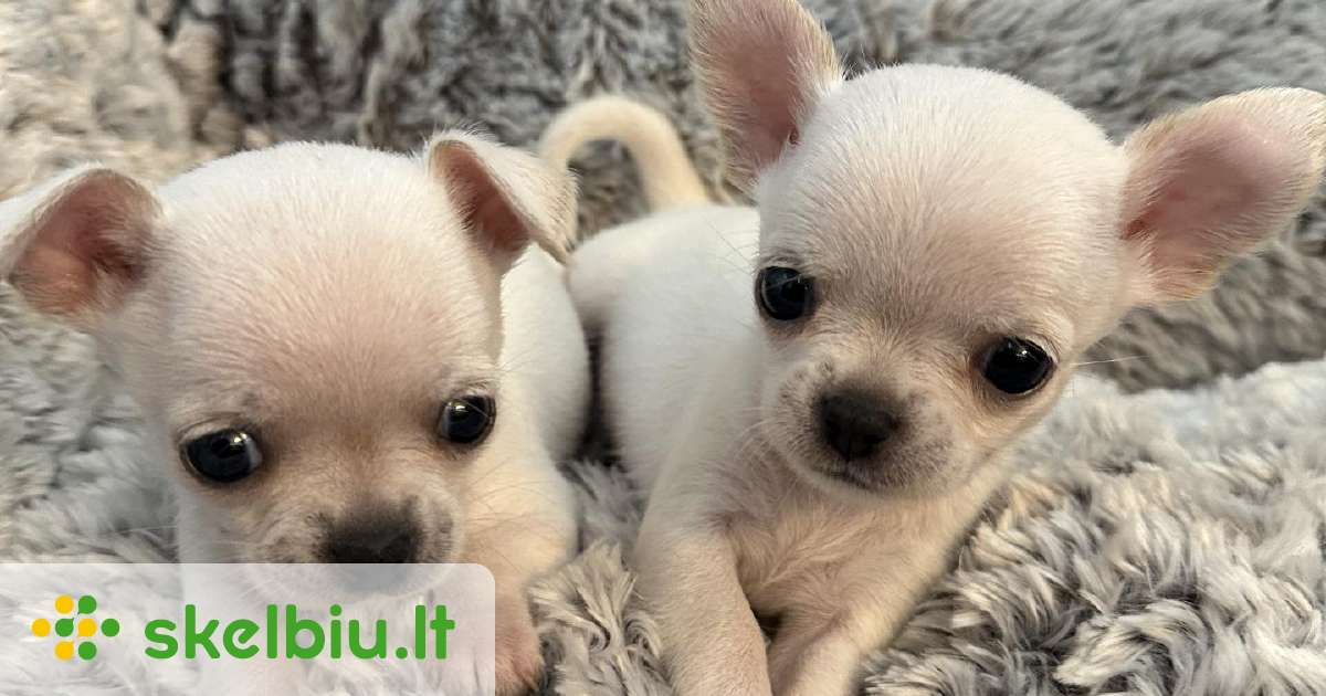 Labai graži mergytė - Skelbiu.lt