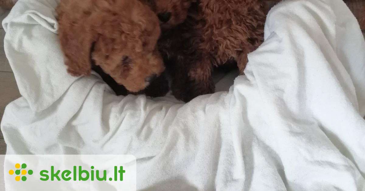 Toy pudeliai - Skelbiu.lt