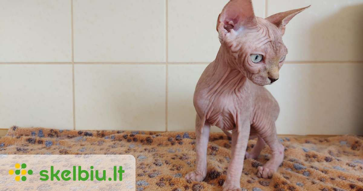 Sfinksai - Skelbiu.lt