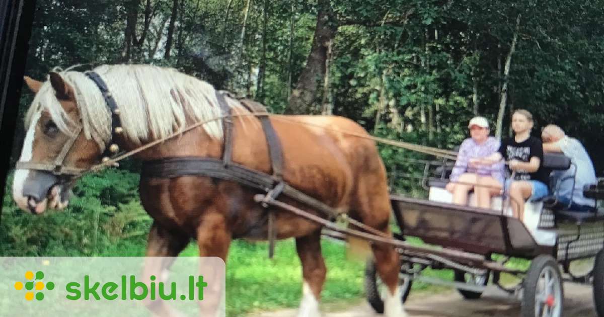 Lietuvos Sunkieji Arkliai Ir Prieauglis - Skelbiu.lt