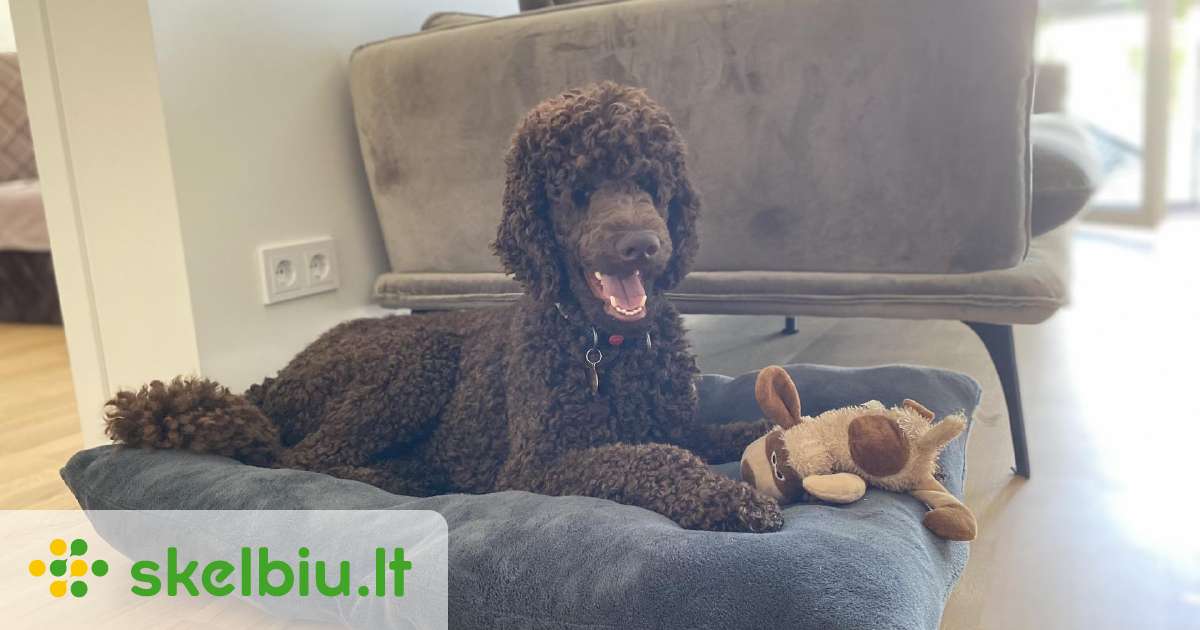 Karaliskas Rudas Pudelis pasimatymui - Skelbiu.lt