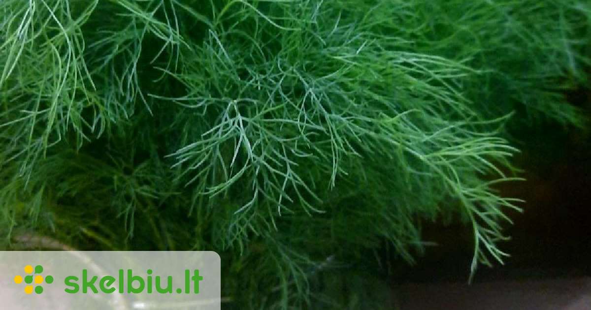 Švieži krapai šaldymui ir raugimui - Skelbiu.lt