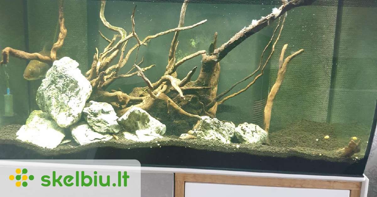 Akvariumas - Skelbiu.lt