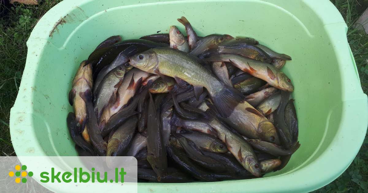 Žuvys,mailius,lynai ižuvinimas - Skelbiu.lt