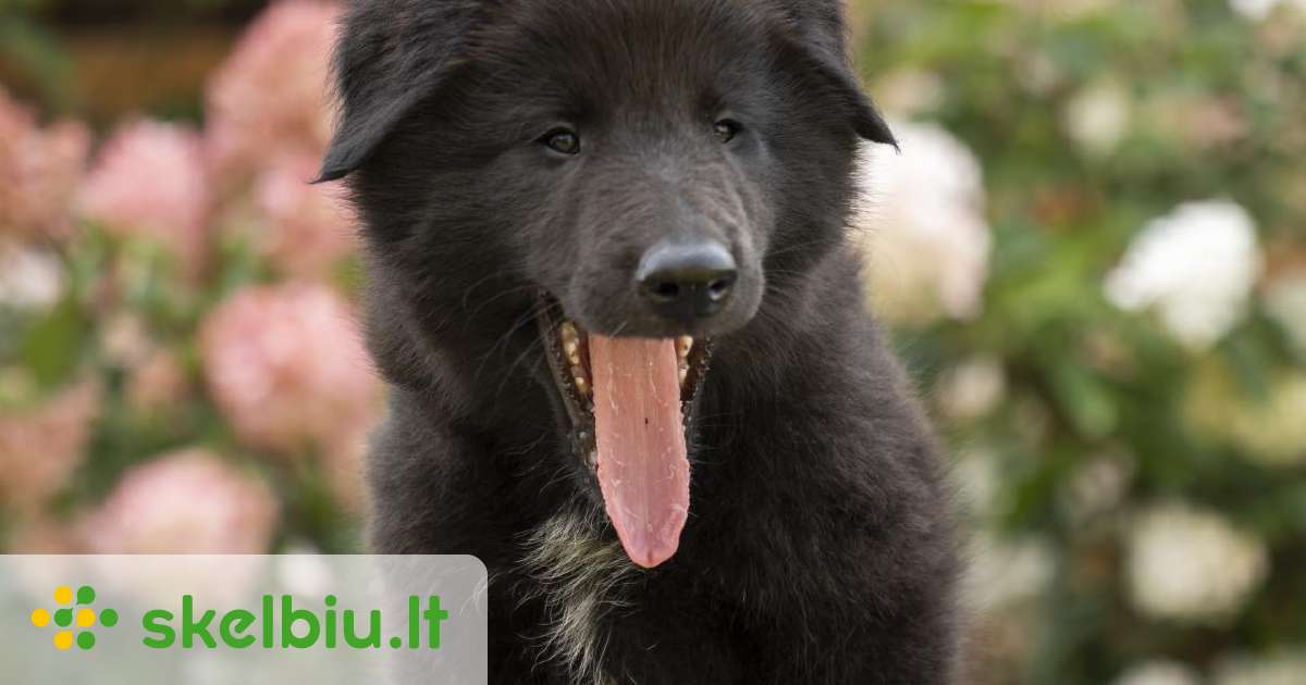 belgu aviganiai druskininkai skelbimai - Skelbiu.lt