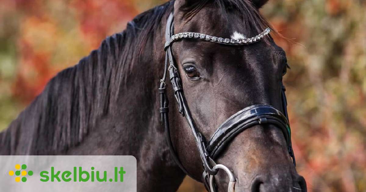 Parduodamas sportinis zirgas - Skelbiu.lt