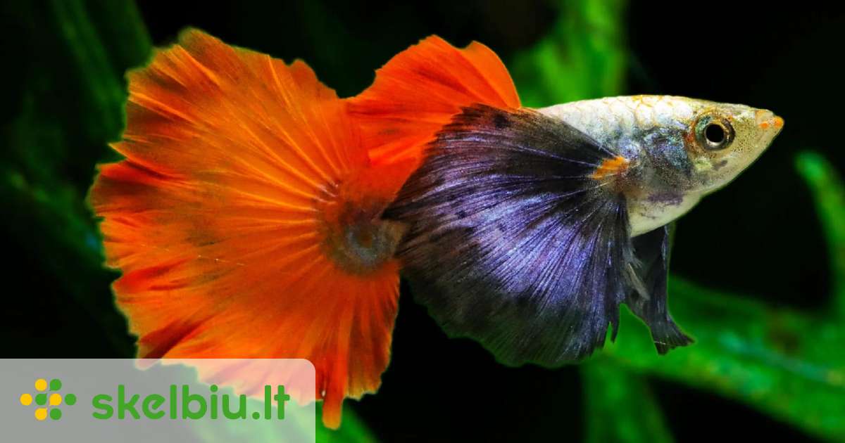 Red tail platinum dumbo ear guppy - Skelbiu.lt