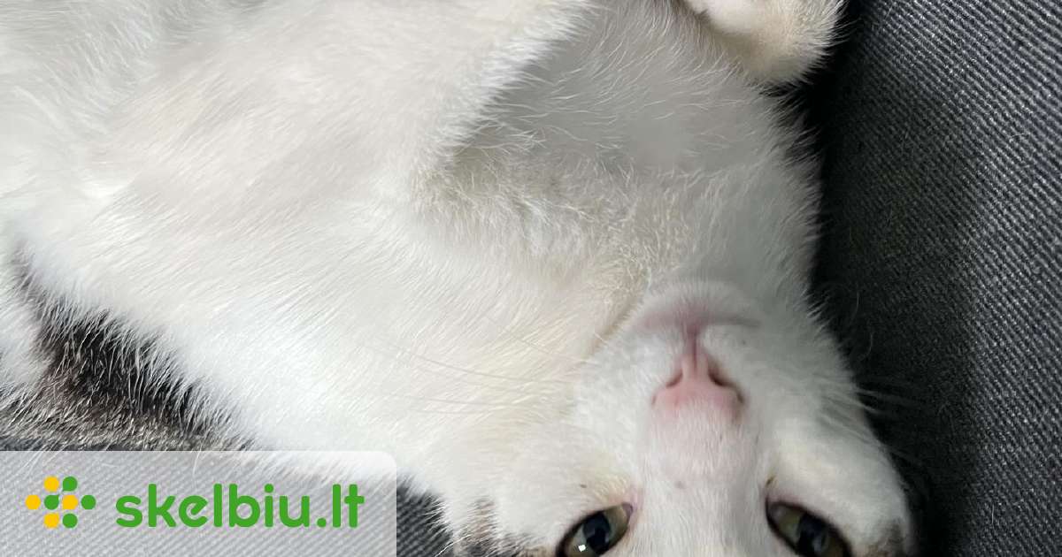 Pliušas ir Tigras - Skelbiu.lt