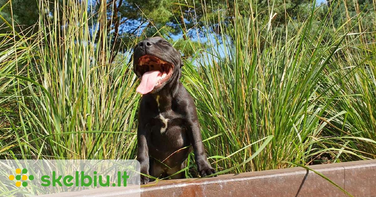 Bulterjerai šunys - Skelbiu.lt