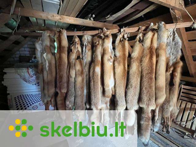 Parduodu lapės kailius - Skelbiu.lt