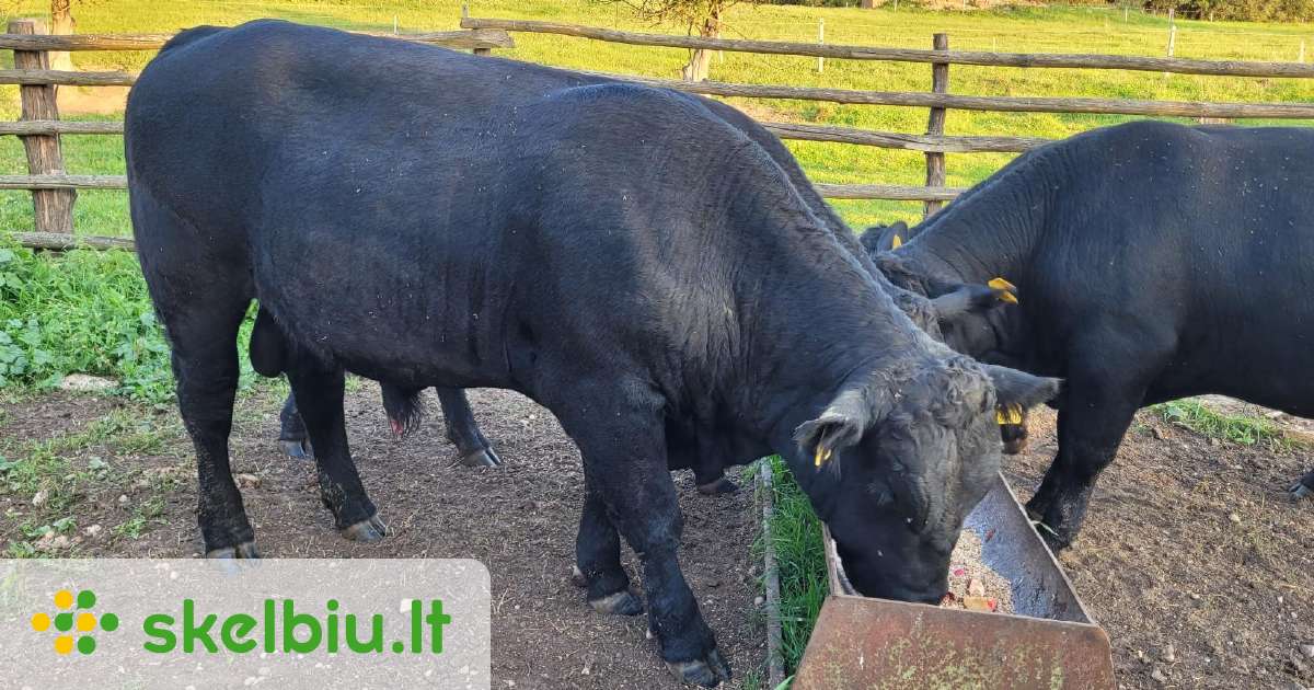 Angus buliai. Galloway veislės buliukai. - Skelbiu.lt