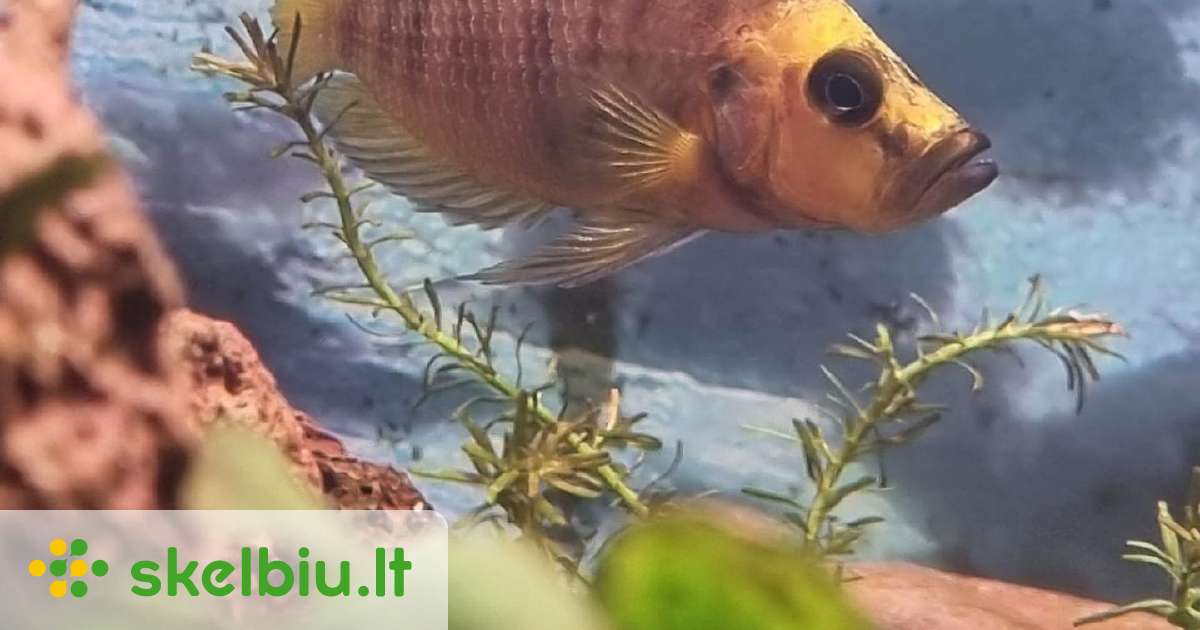 Calvus gold head - Skelbiu.lt