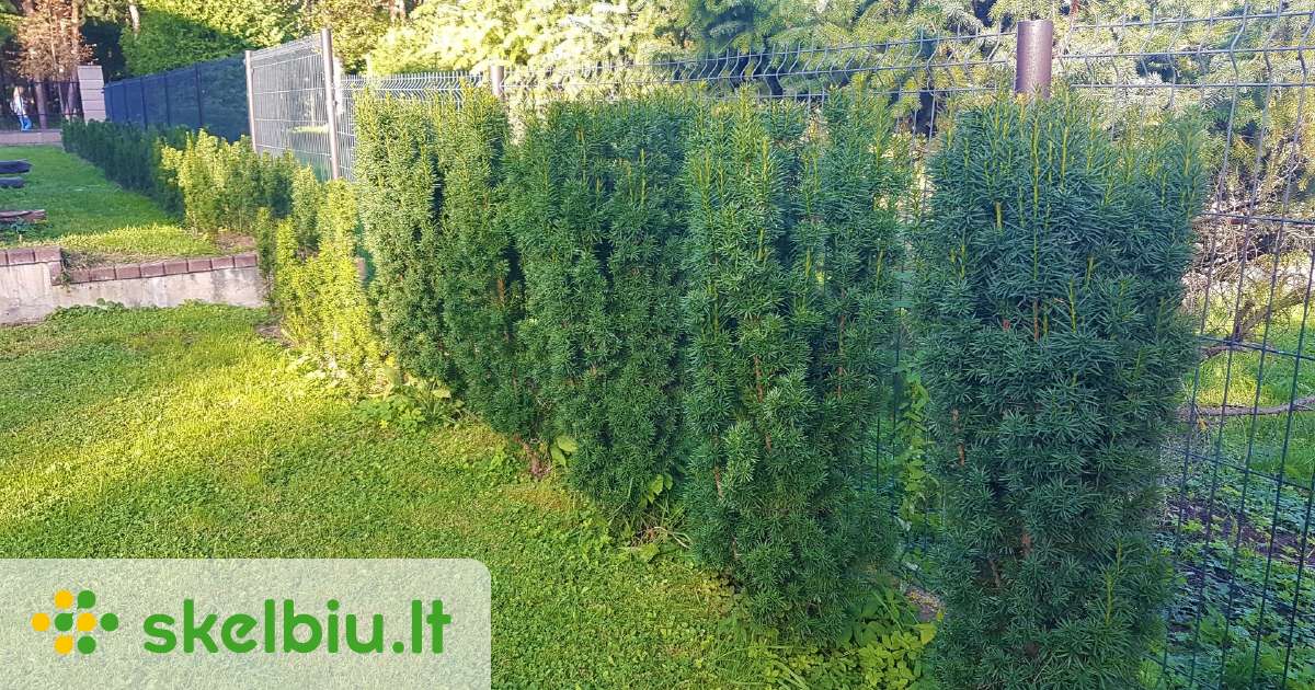 Dekoratyviniai Koloniniai Kukmedžiai Gyvatvorei - Skelbiu.lt