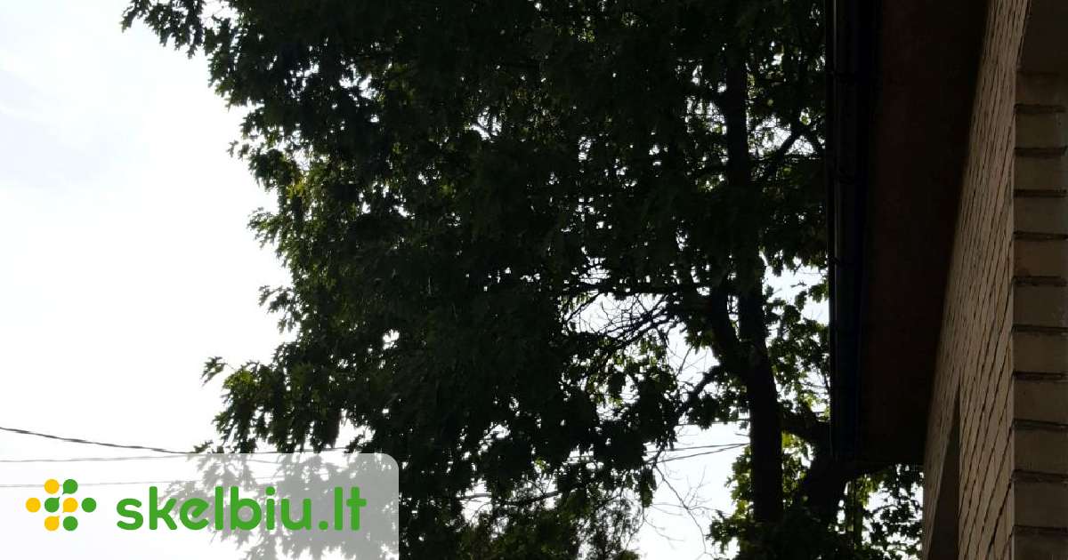 Azuolas - Skelbiu.lt